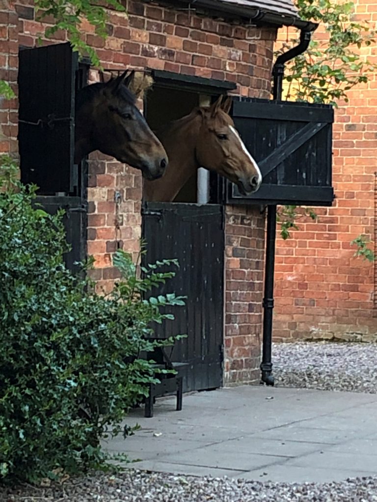 Midland Equine Salt Therapy – Treatment – Drug-Free, Antibacterial